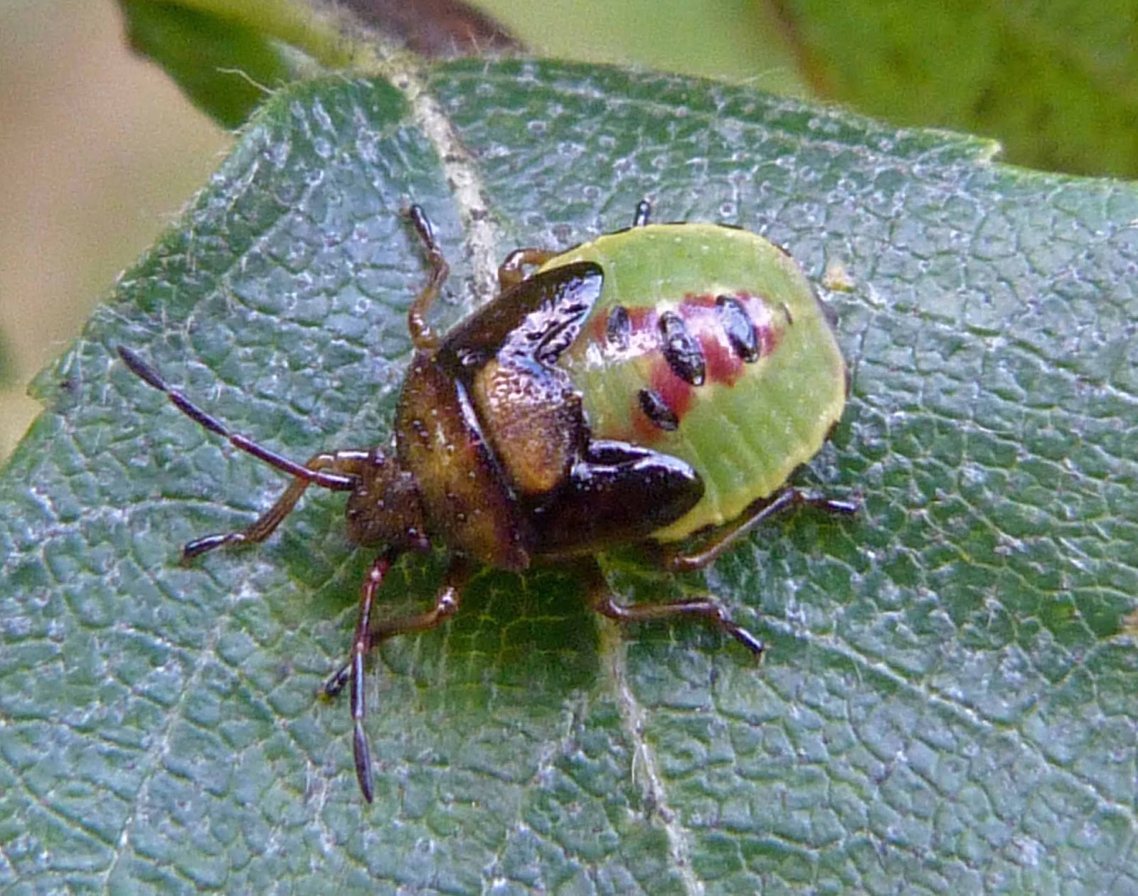 Insects of Scotland: True Bugs