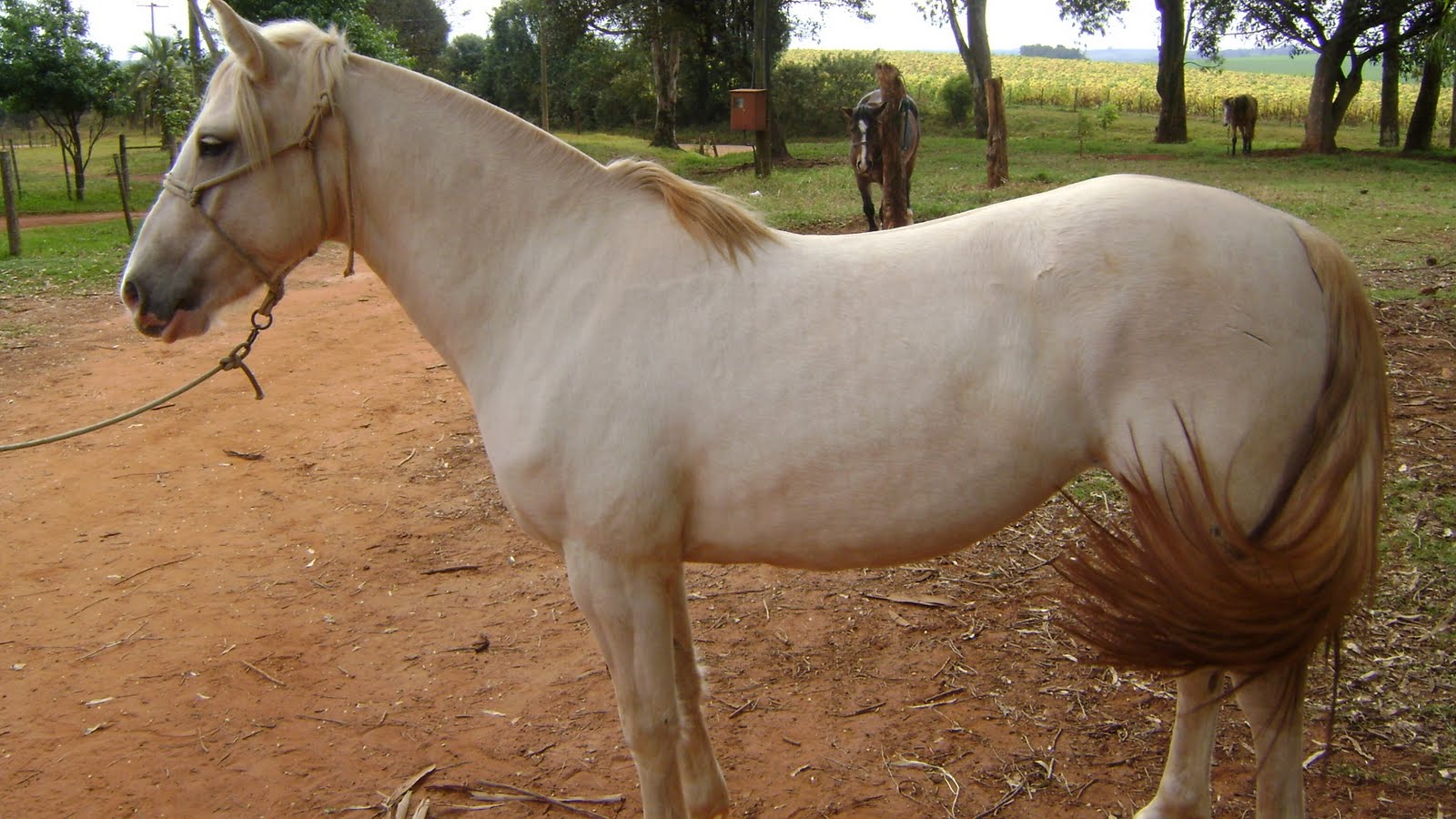 CABANHA BELIZÁRIO: POTRANCA CHUCRA