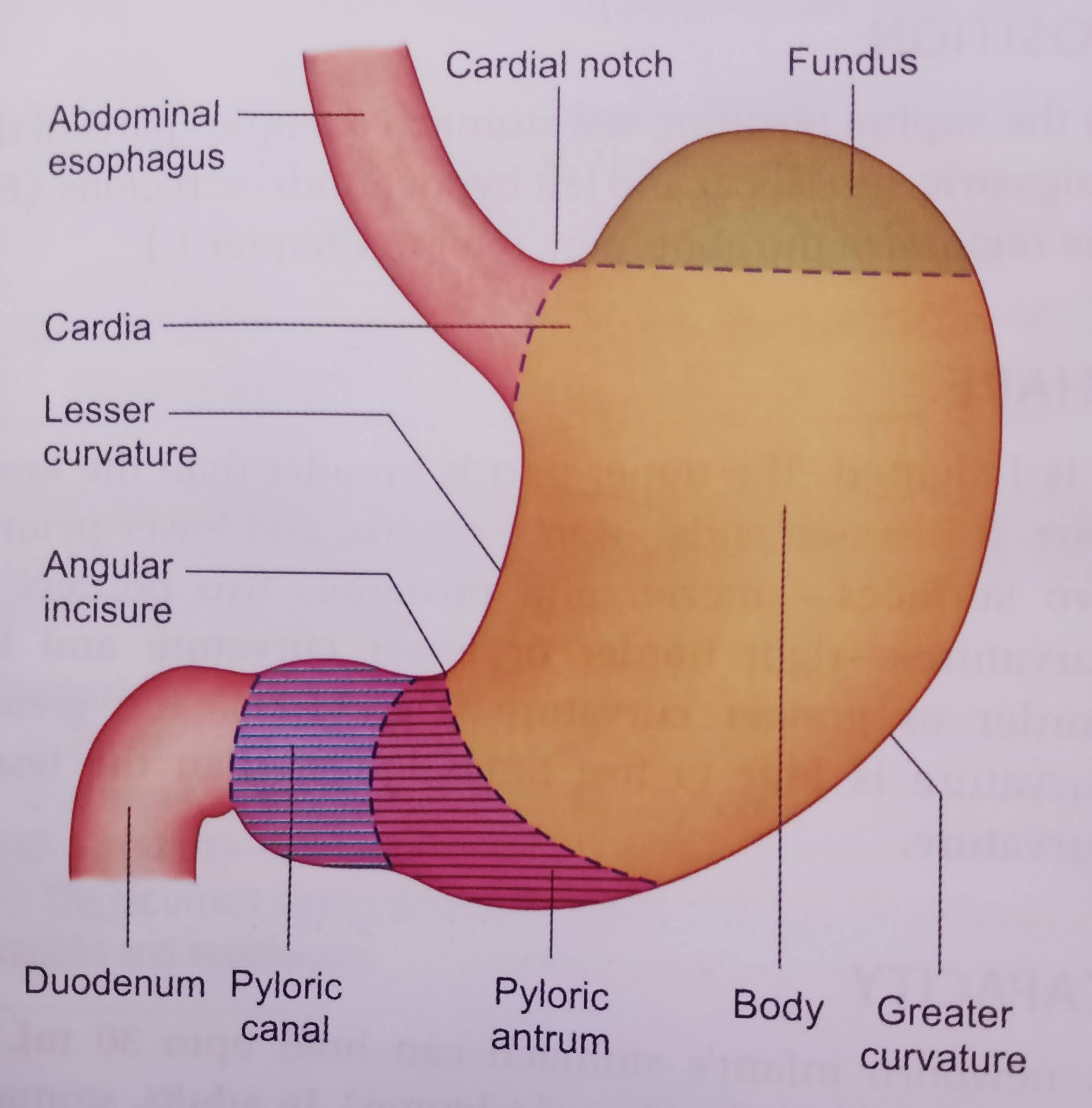 What Is Stomach With Diagram Anatomy Functions Parts Interior what-is-stomach-with-diagram-anatomy-functions-parts-interior