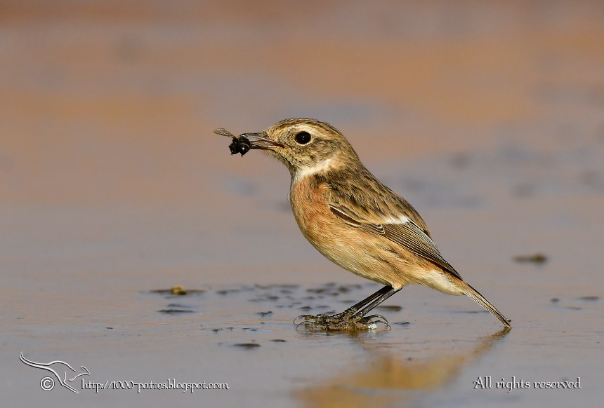 WILDLIFE GATEWAY: Tariers pâtres