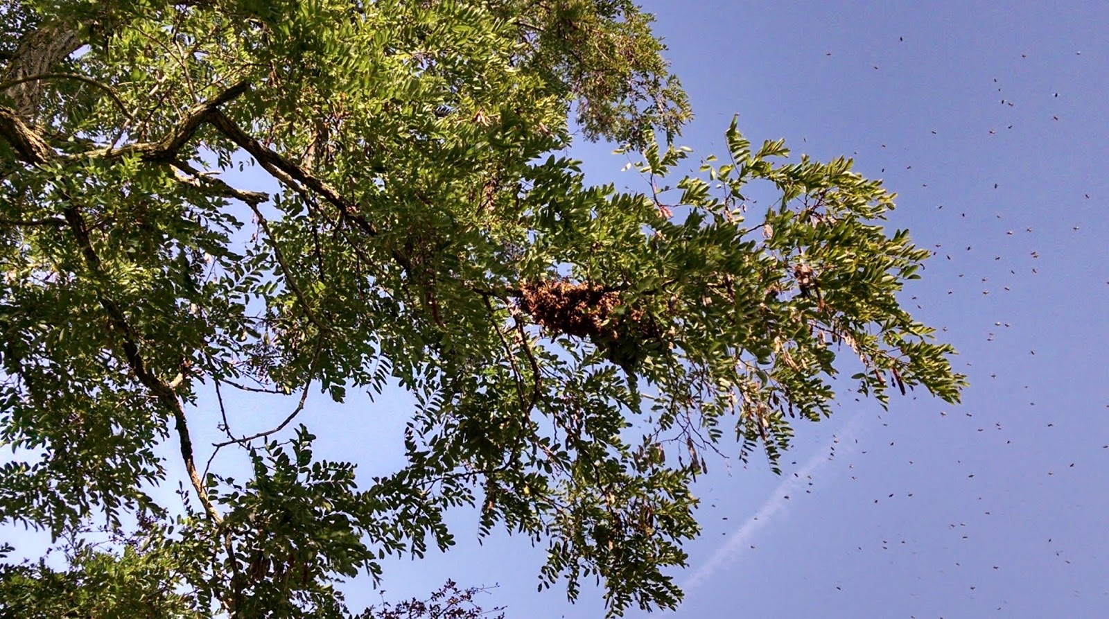 Knee Deep in Sheep: Those Bees