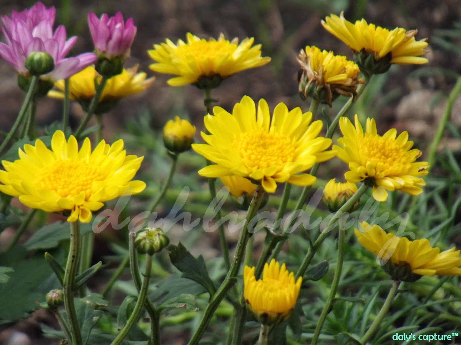 Dalicious: Macam-macam Bunga