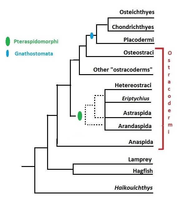 PaleoStories: La vita al tempo degli pteraspidomorphi