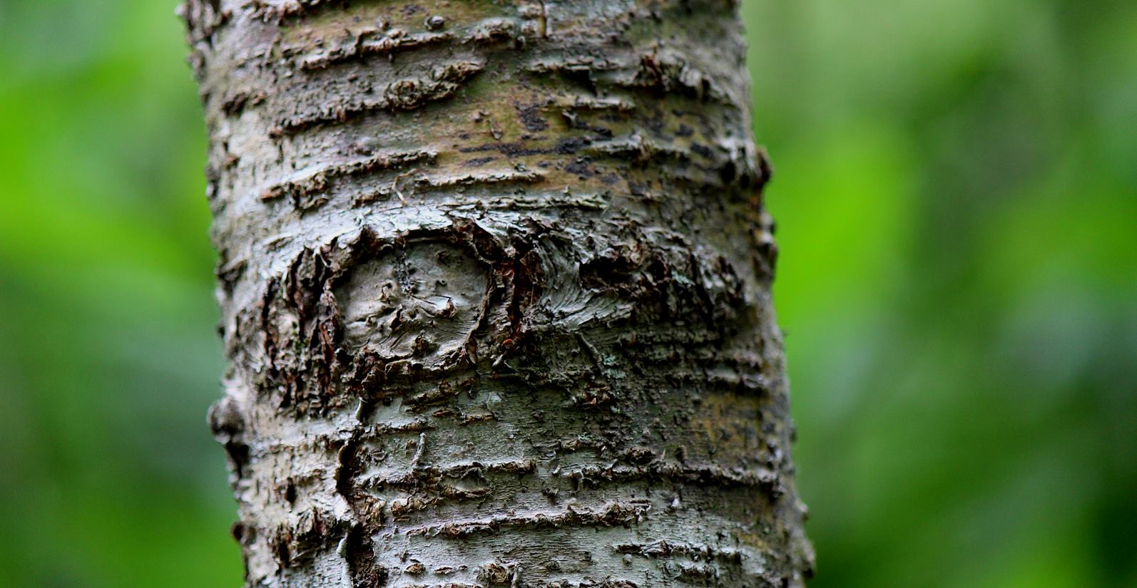 Edith L. Moore Nature Sanctuary, Houston Audubon Society (2016)
