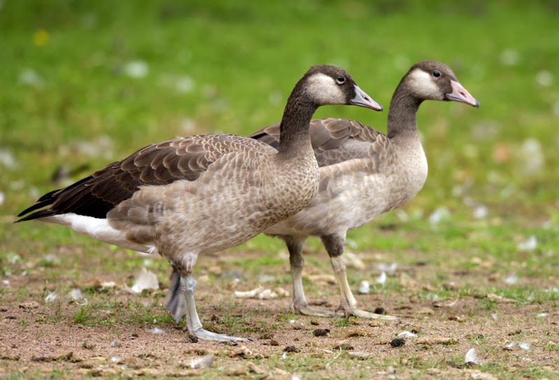 Bird Hybrids: Greylag Goose x Canada Goose