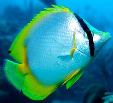 D' Ocean Aquarium: Ikan Kepe kepe (Butterfly Fish)