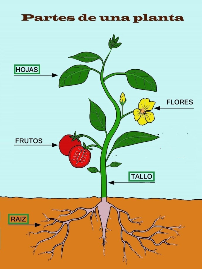 Colegio Ntra. Sra. del Huerto : CIENCIAS NATURALES