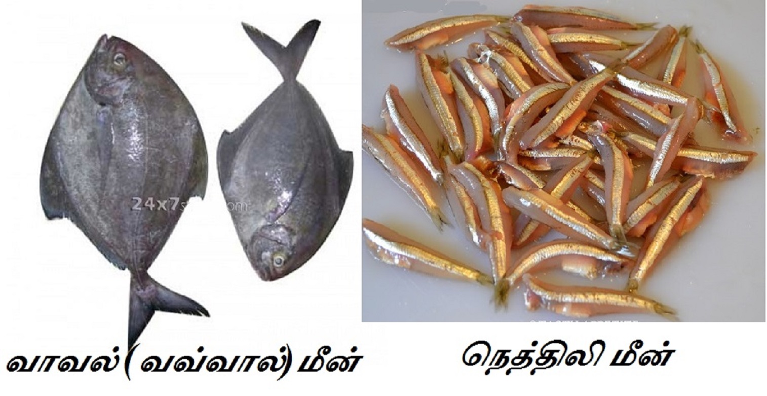 LAGUDUVAS: மீன் வாங்கப்போறீங்களா?...