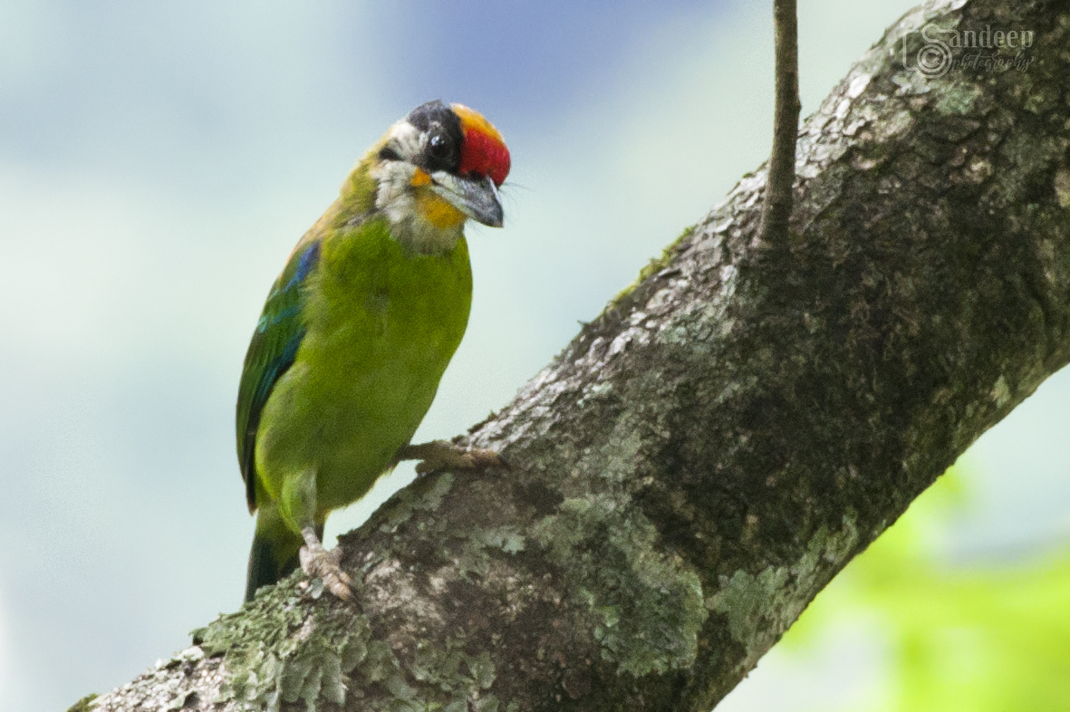 SHARING OPINION: BIRDS OF ARITAR & SIKKIM