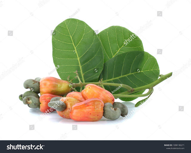 LE NUMERIQUE UNE POSSIBILITE DANS LA FILIERE ANACARDE: L'ANACARDE UN ...