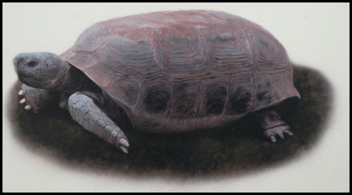 Van Tripping the USA: Bolson Tortoise