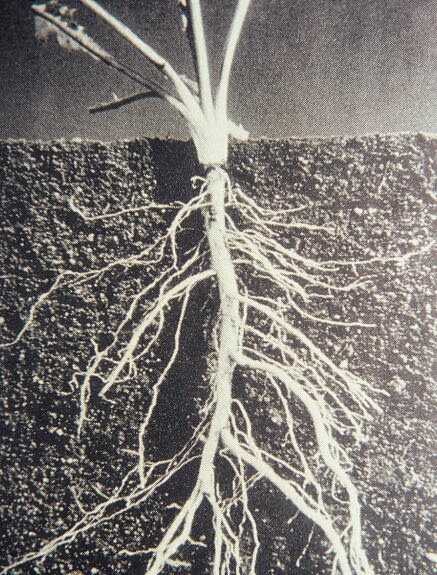 Beyond Easy: 2015: Taproot Resolution