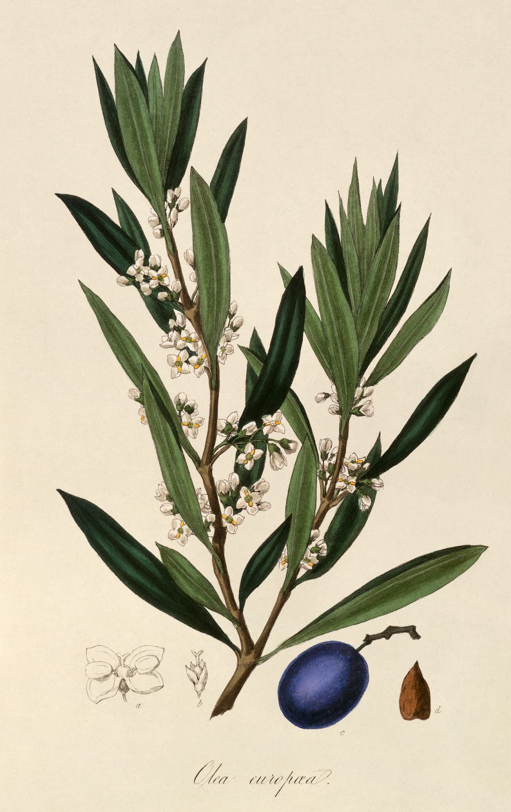 Elenor's Island: Illustration: Botanical Inspiration