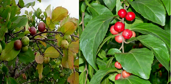 Mengenal Pohon Rukem Untuk Bonsai