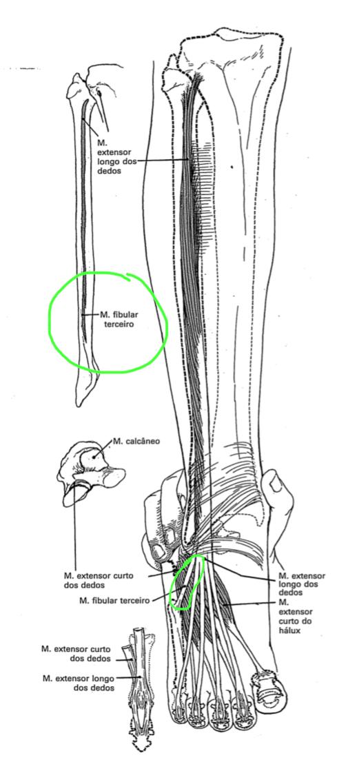 Músculo Fibular Terceiro