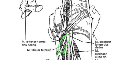 Músculo Fibular Terceiro
