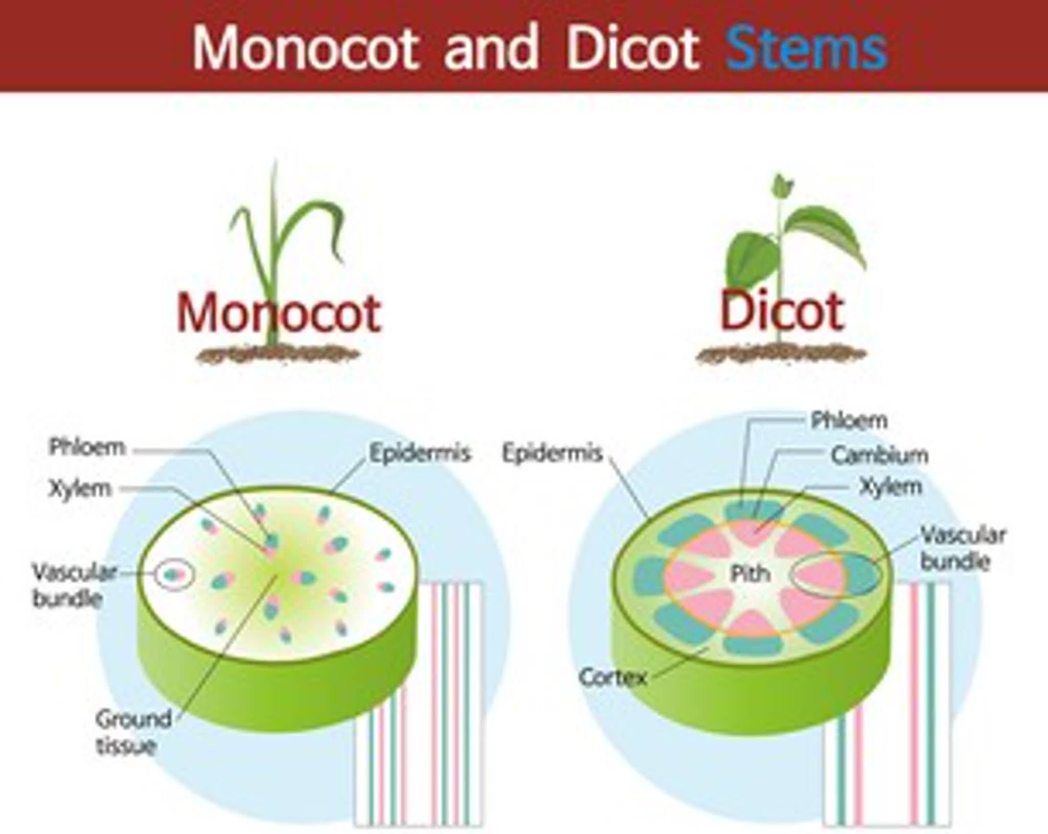 Xylem and phloem. biological structure scheme of inner vascular in ...