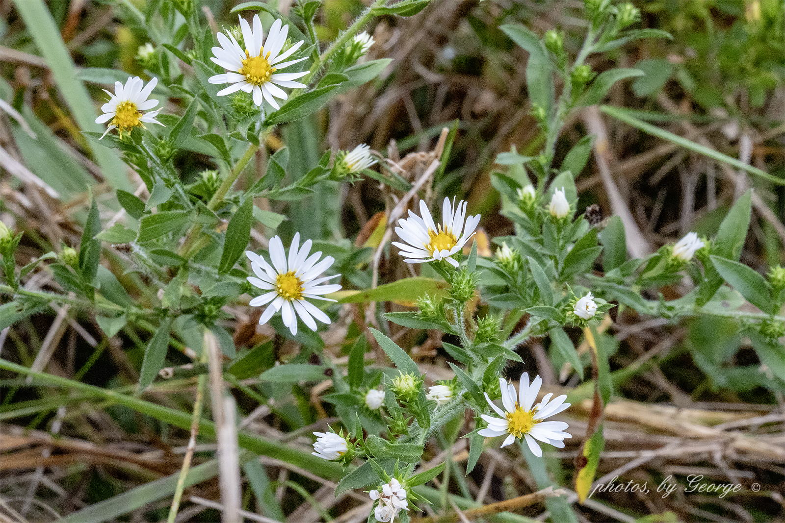 Calico aster - jobspastor