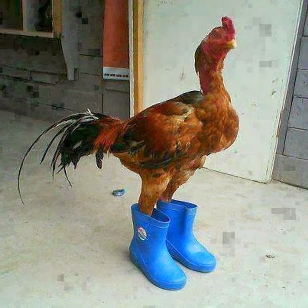 Memorias 24: El gallo con botas