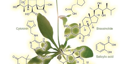 Jenis dan Fungsi Hormon Tumbuhan LENGKAP - Biologizone