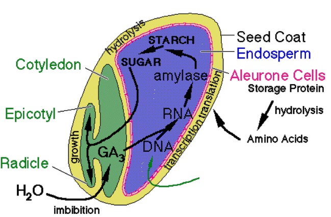 BIOLOGY FORM 6: SEED DEVELOPMENT AND GERMINATION