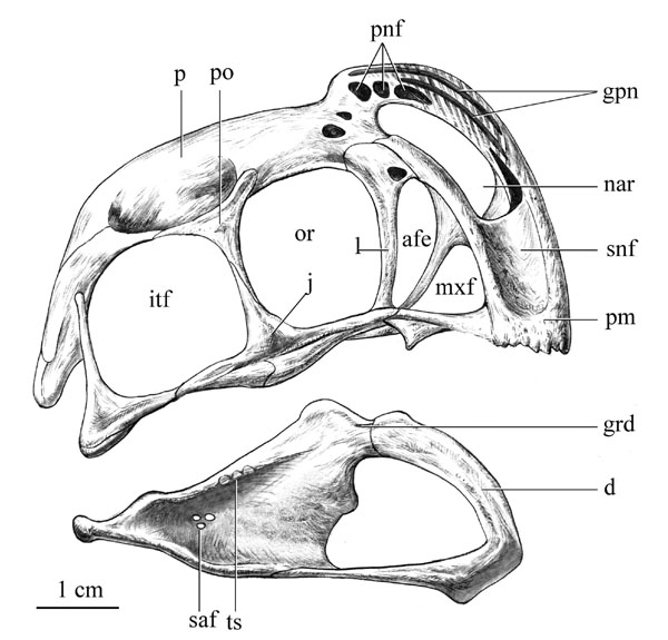Species New to Science: [Paleontology • 2010] Banji long | 'Striped ...