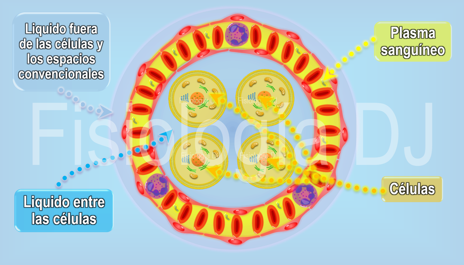 Fisiología DJ: Fisiología: Líquidos corporales y sus compartimientos ...