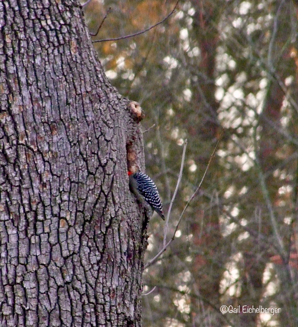 clay and limestone: When a tree falls in the forest