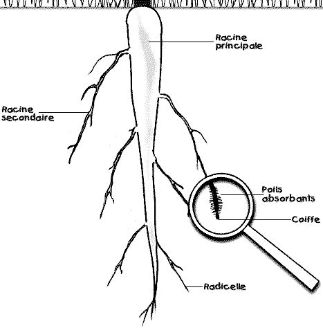 Pleurothallidinae: Lexique au tour des plantes : R