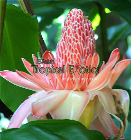 El Arish Tropical Exotics: Lush Tropical Plants for Australia ...