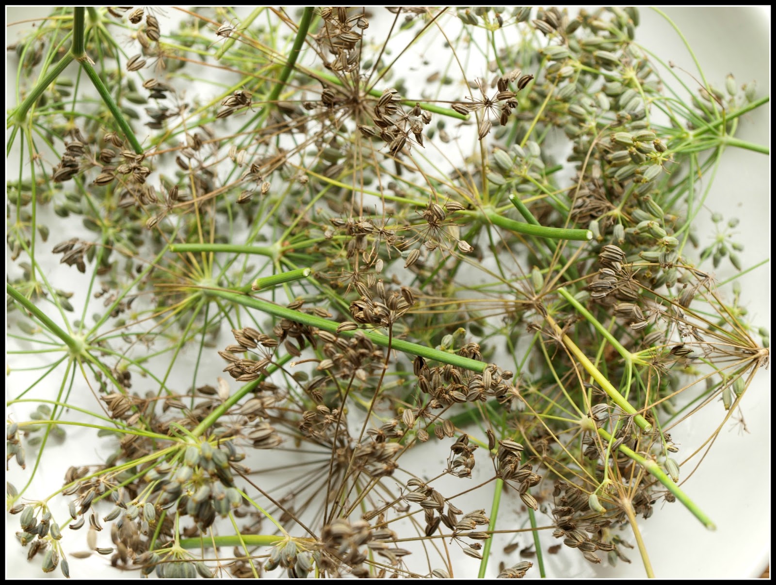 Mark's Veg Plot: Saving Fennel seeds Mark's Veg Plot: Saving Fennel seeds