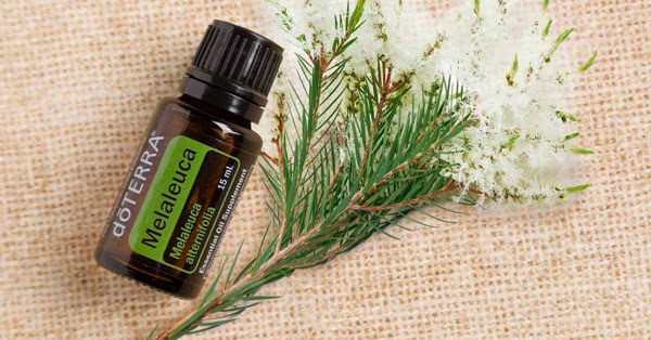 Cik Sma Belog: Doktor Kulit minyak Tea Tree