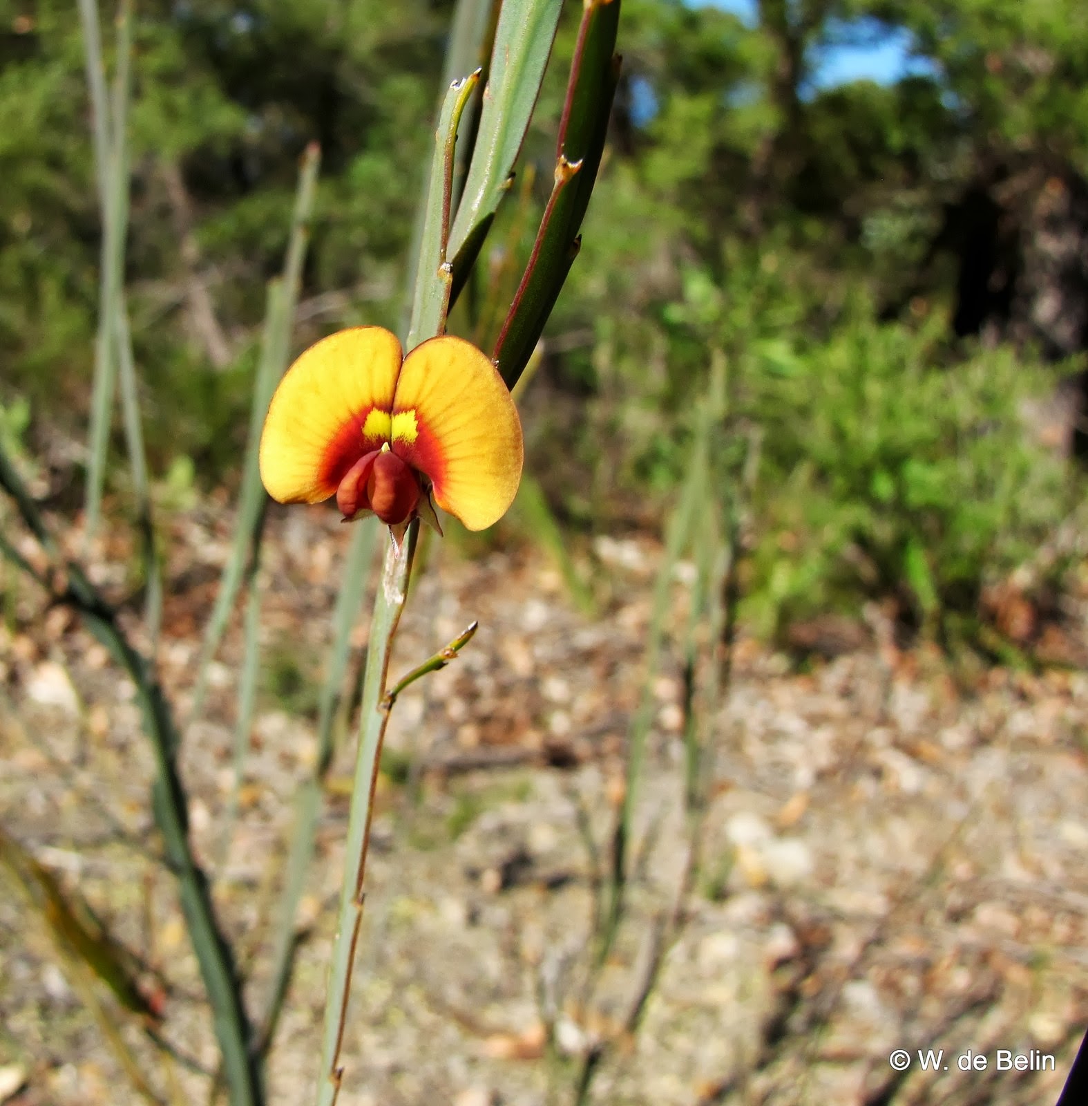 Sydney's Wildflowers and Native Plants: Bossiaea scolopendria - Broom ...