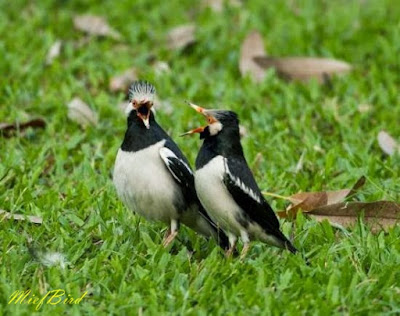 Cara Mudah Beternak Burung Jalak Suren