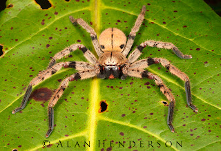 Minibeast Wildlife - Rainforest Encounters: Costa Rica - A mixed bag