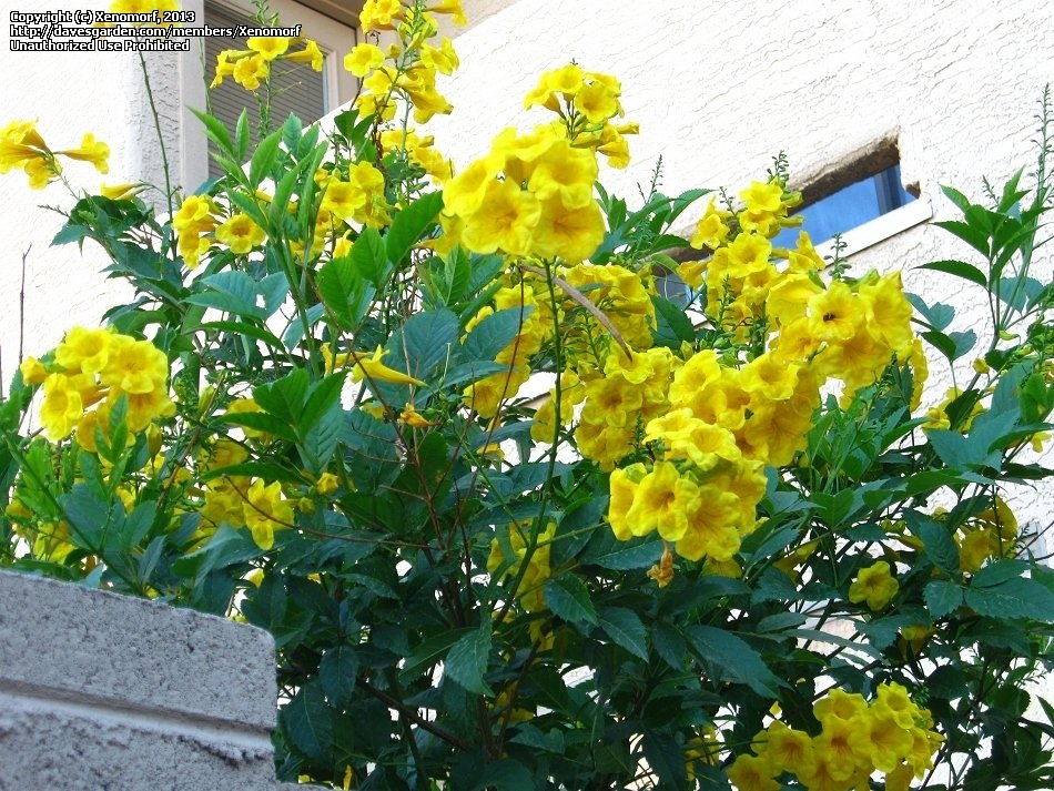 EL TRASTERO Y MUCHO MAS: Tecoma stans