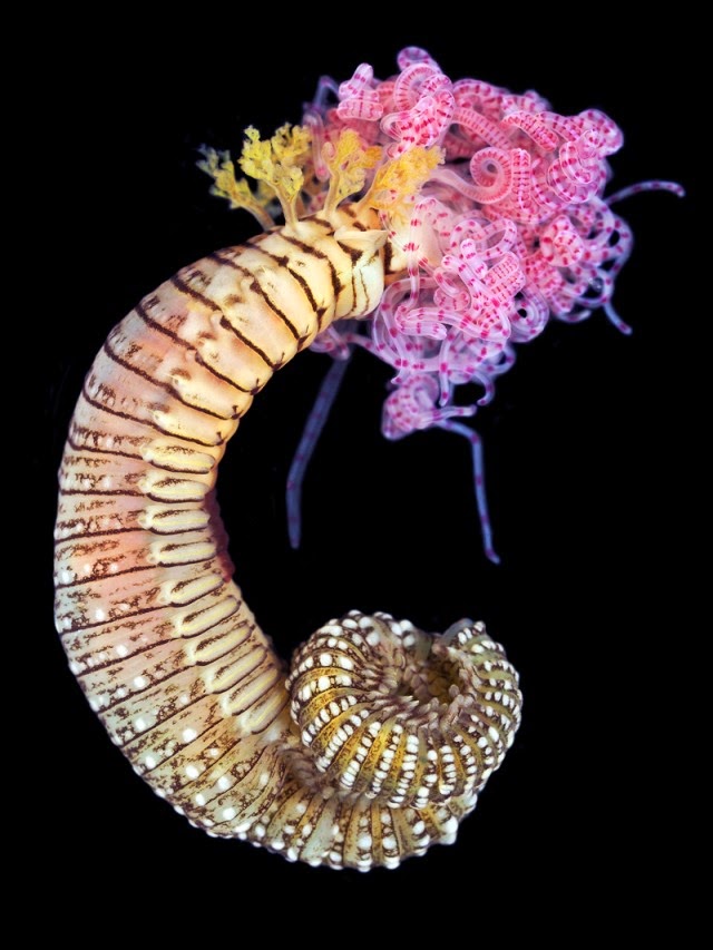 Gambar Pelik Hidupan Laut Dalam