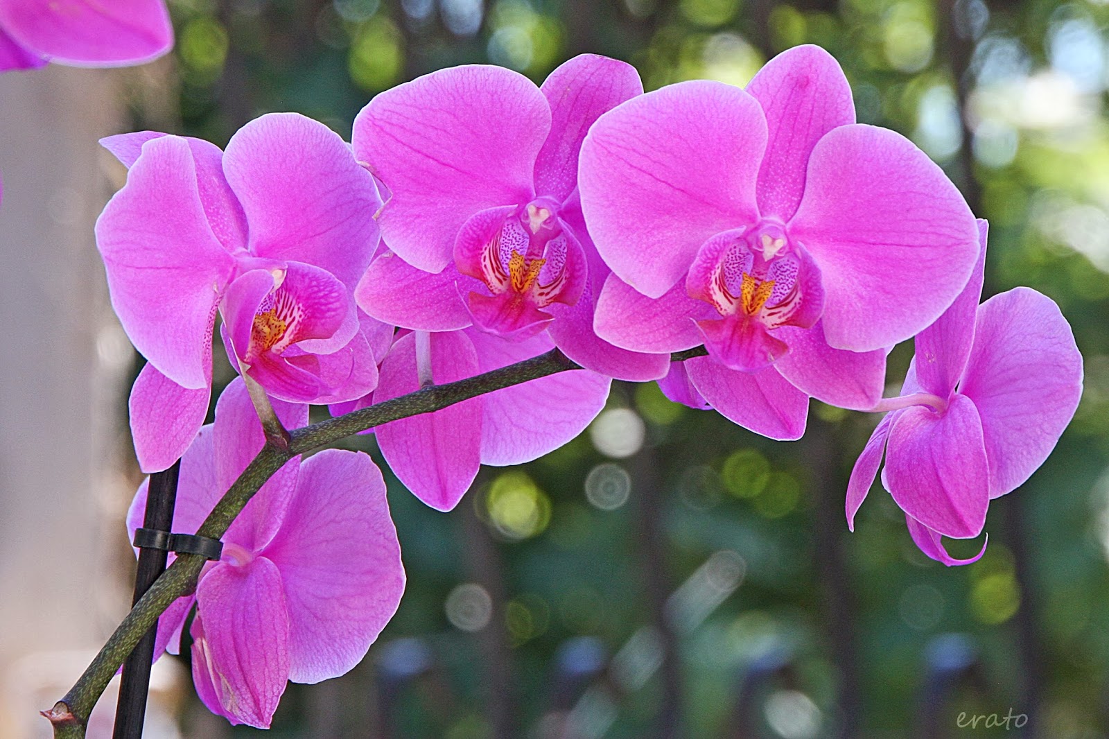 Rêveries ...: L ' orchidée Phalaenopsis