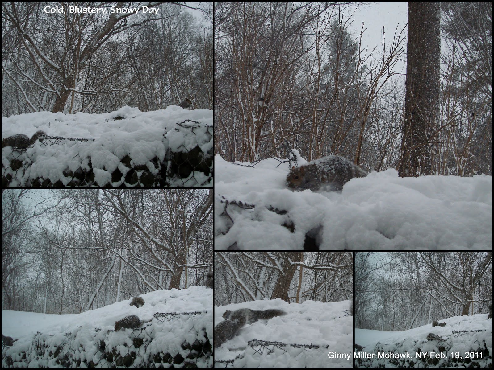 Photography By Ginny: February 19, 2011-Cold, Blustery Day