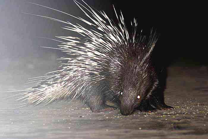 Porcupine: Porcupine