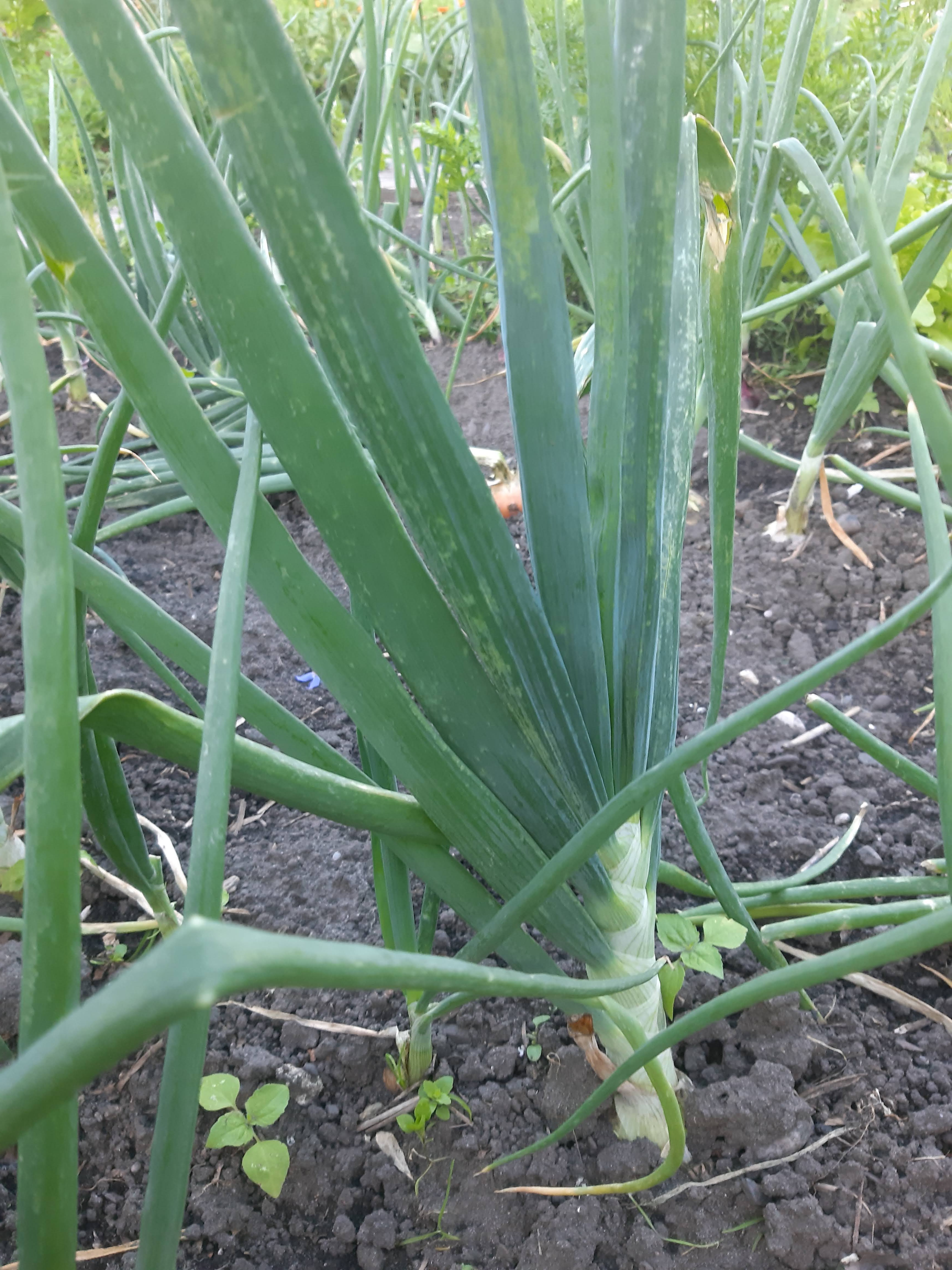 Tijd voor Tamar: Bosui - lenteui - stengelui