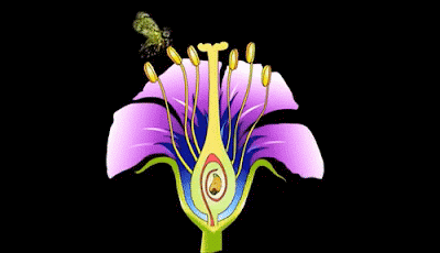 El Rincón del Pequeprofe