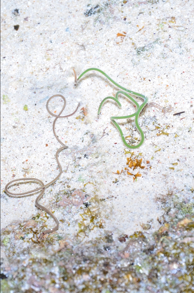 Core Event Bau Nyale