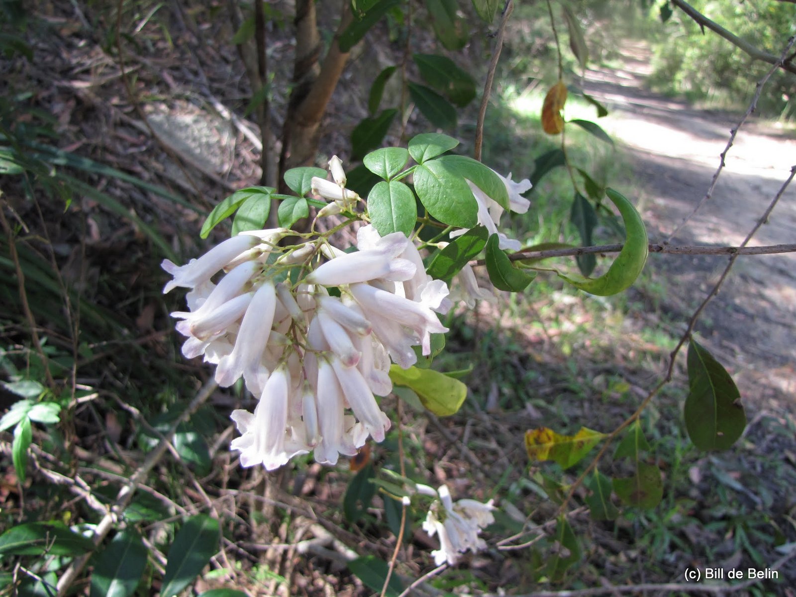Sydney's Wildflowers and Native Plants: Pandorea pandorana - Wonga ...