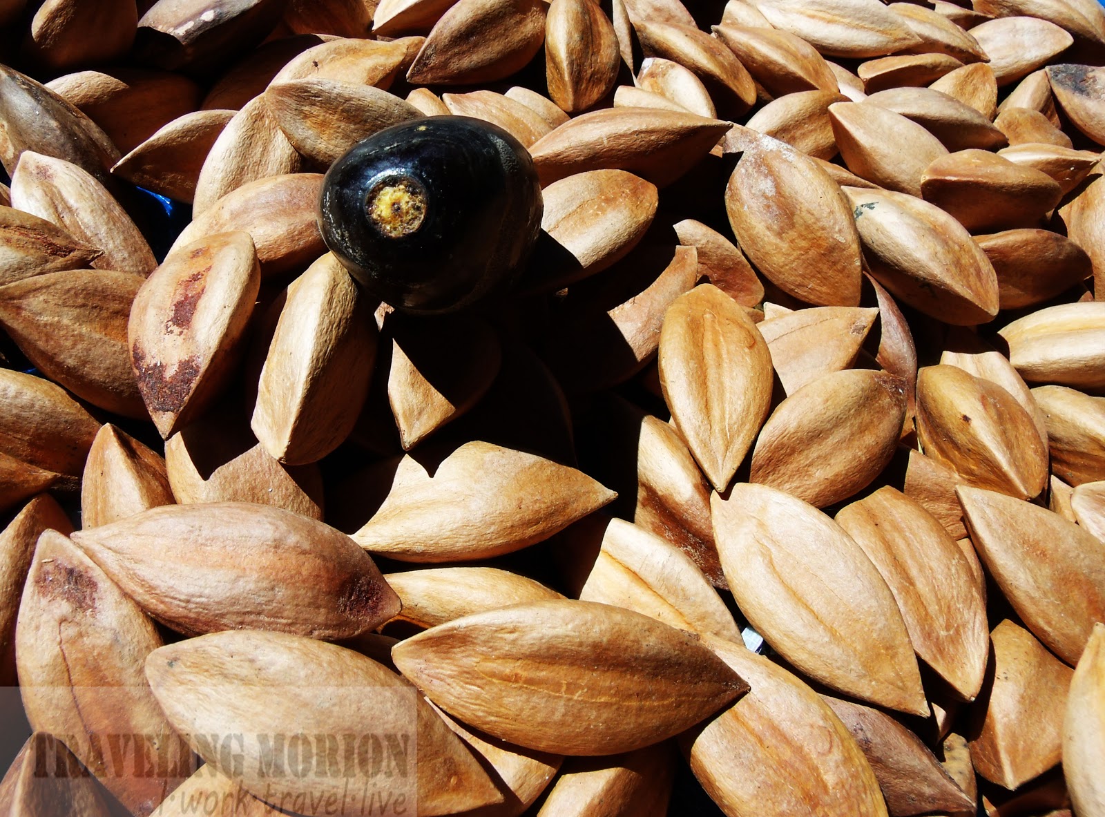 Traveling Morion | Travel + Photography: PostCard Series| Pili Nuts of ...