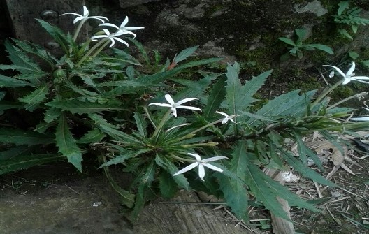 Bunga Korejat (Isotoma Longiflora) Berkhasiat Obat | SAYA SUKA BUNGA