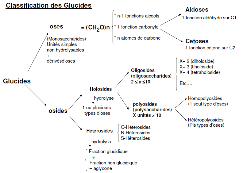 les glucides | iLoveSnv