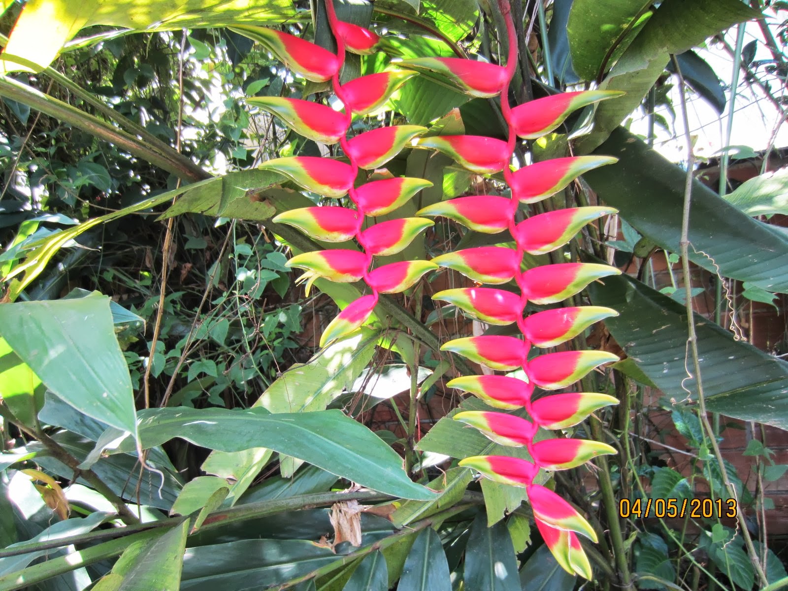 natural: Heliconia rostrata o platanillo, lobster claw plant...