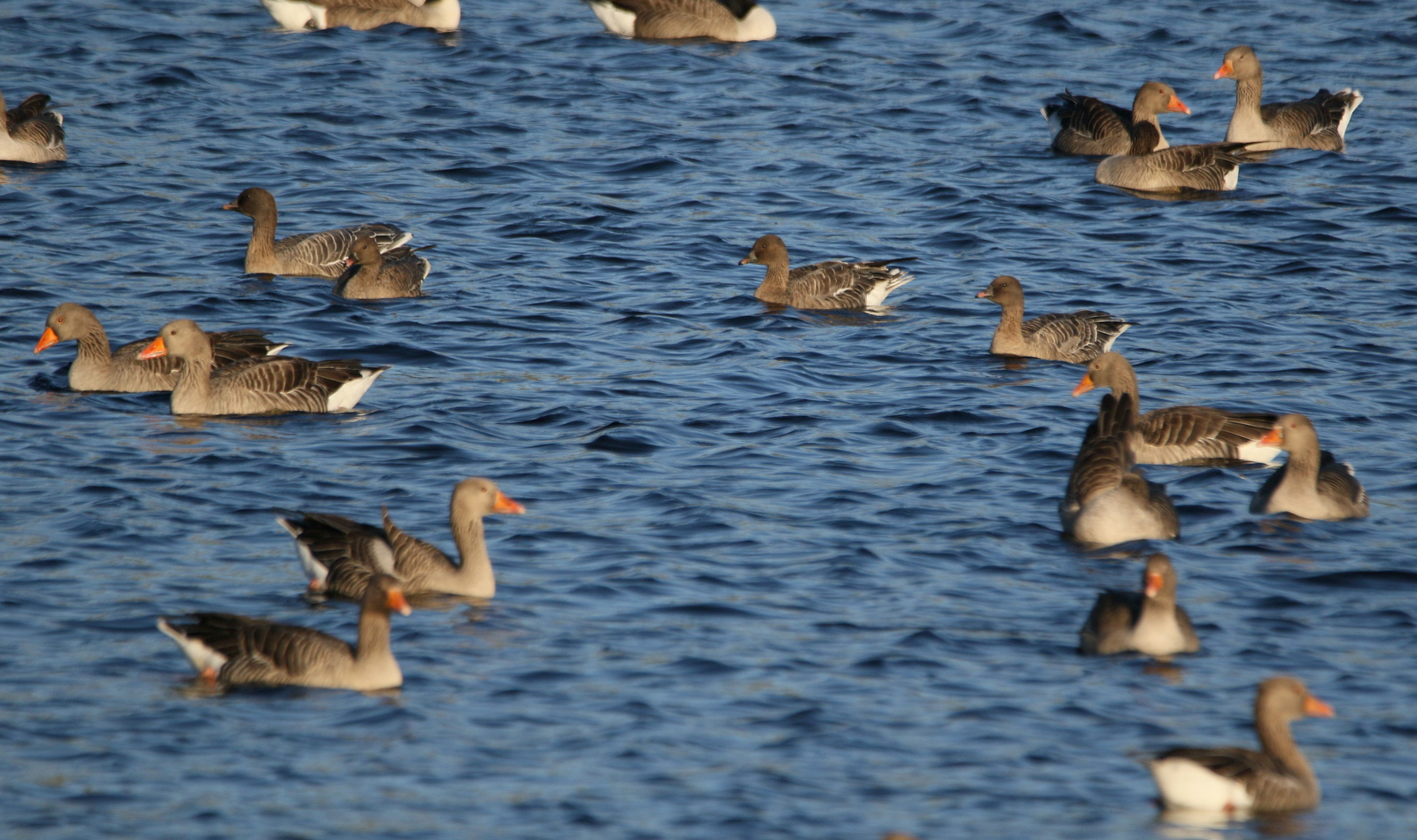 WEST YORKSHIRE BIRDING: Geese galore at Leeshaw.