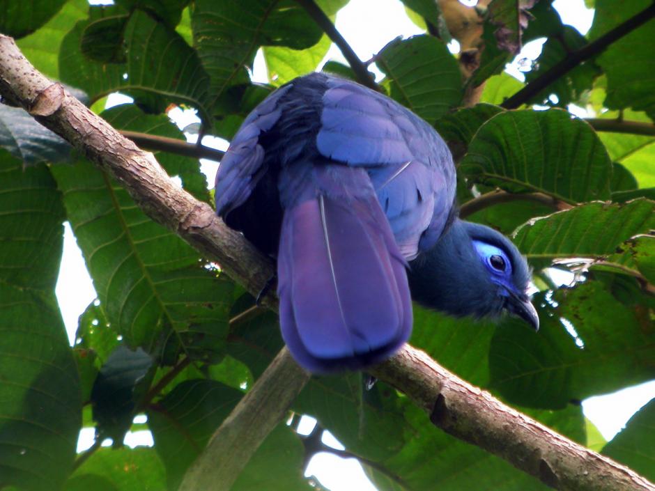 Variety of Life: Cuculidae